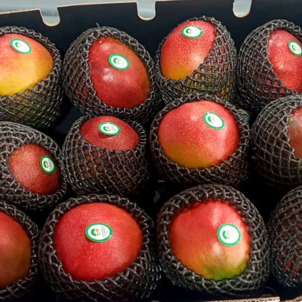 MANGO KENT vía AÉREA - Directorio ADEX