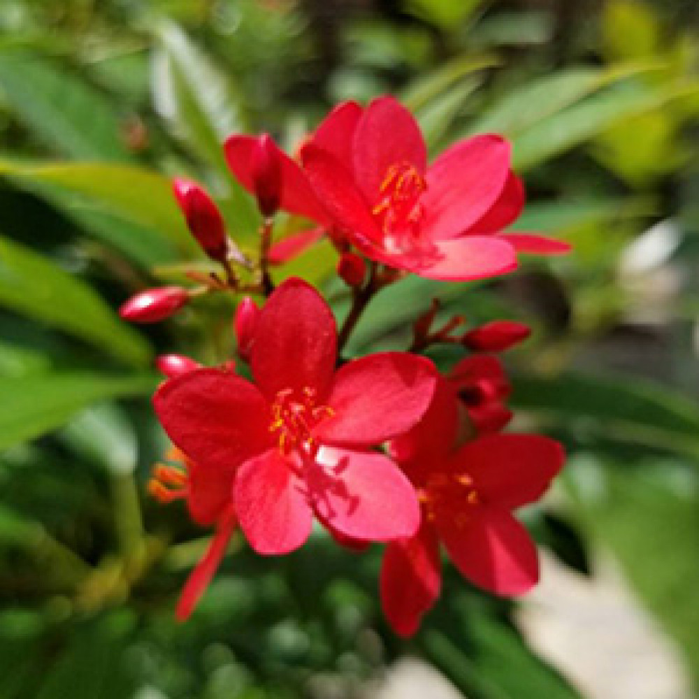 vendemos - Huanarpo Macho 10:1 extracto atomizado - QUIMPER ...