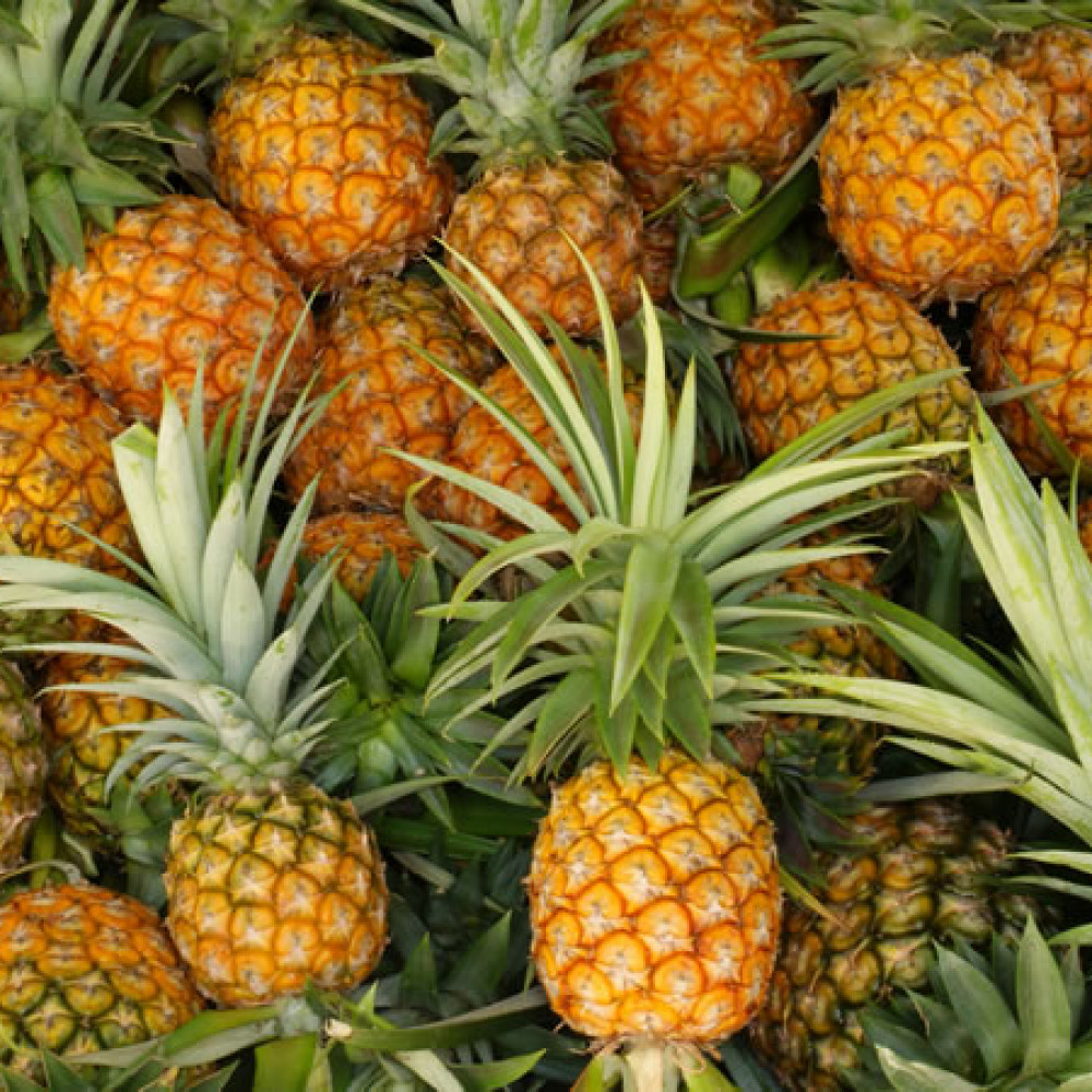 vendemos - PIÑA - ANANAS - EARTHFRUCTIFERA S.A.C. - B2Perú