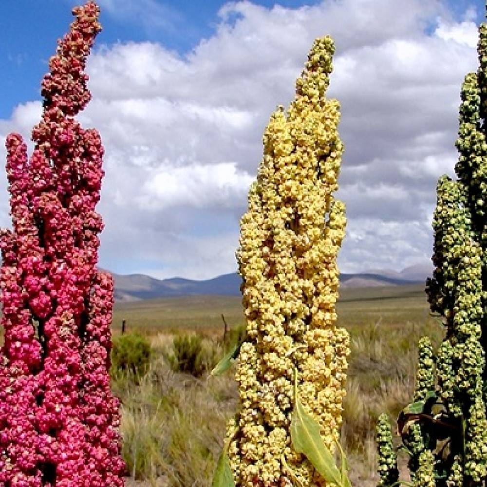 vendemos - QUINUA - inka select fruit - B2Perú
