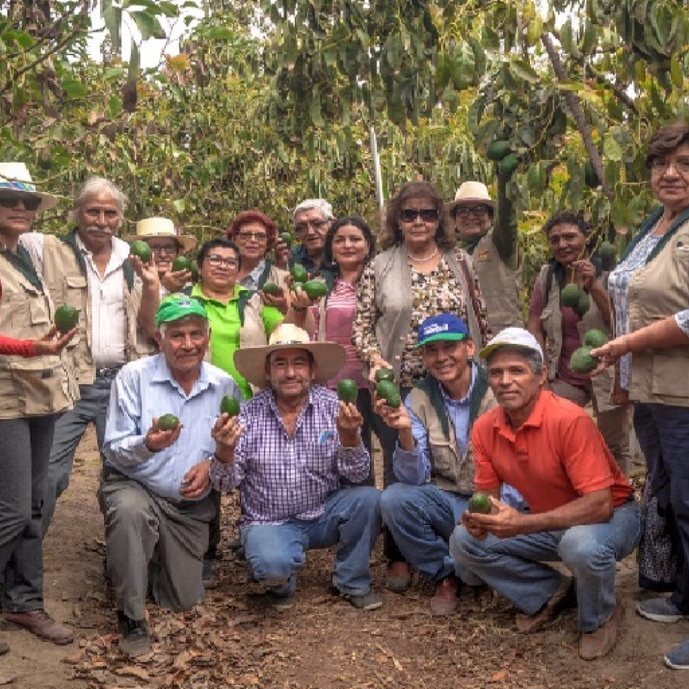 vendemos - aljoex - ASOCIACION LA JOYA AGRO EXPORT - B2Perú